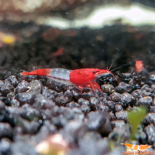 Sabias que... Neocaridina Red Rili - el Blog de GambasdeAcuario.com